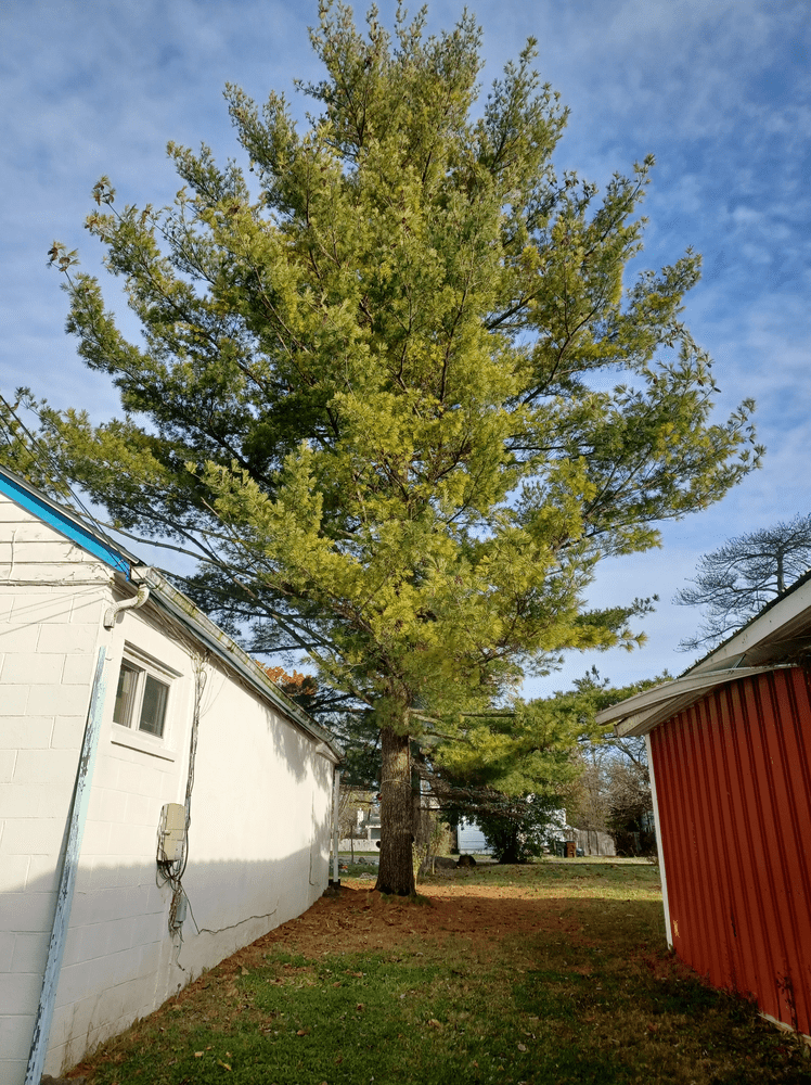 Salazar Alvarez Tree Service Does Emergency Tree Removal in Dayton, OH ...