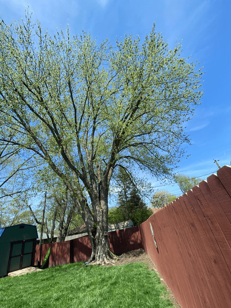 Salazar Alvarez Tree Service Does Emergency Tree Removal in Dayton, OH ...