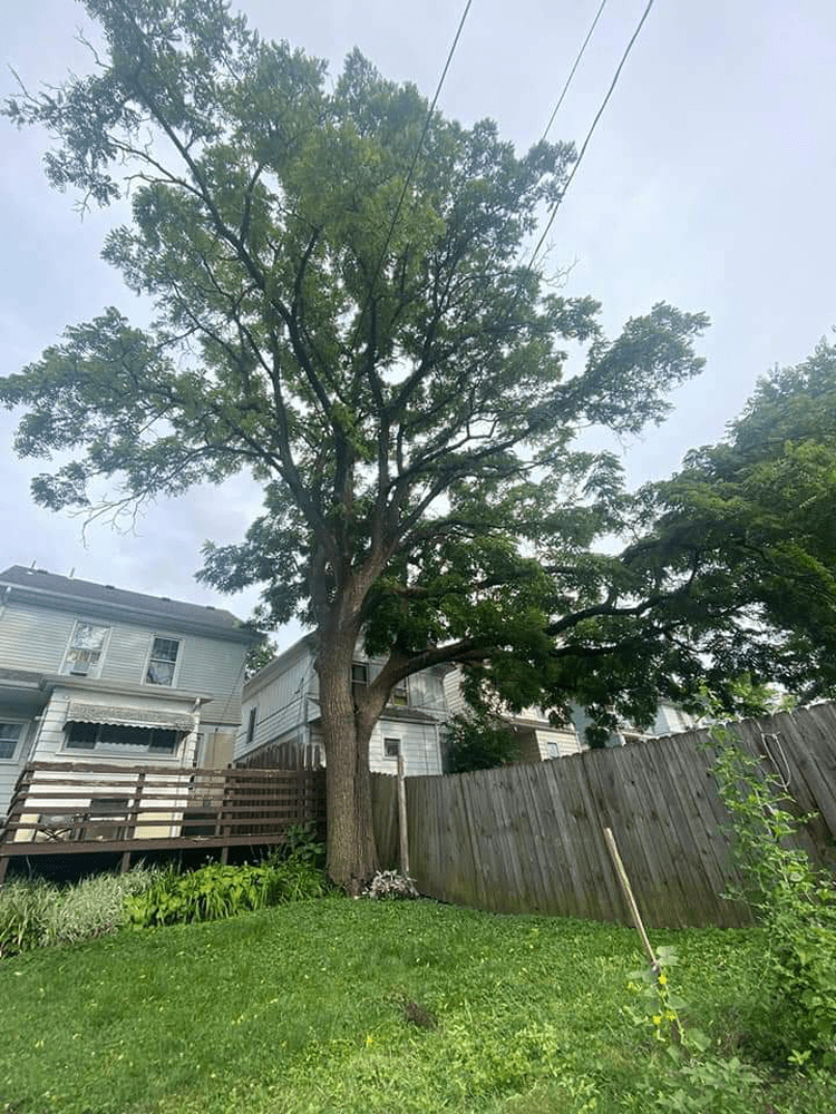 Salazar Alvarez Tree Service Does Emergency Tree Removal in Dayton, OH ...